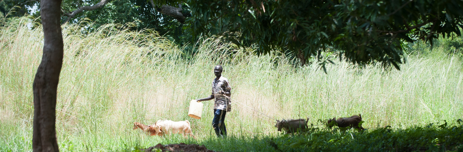 Sudan-goats-15 - CRESS UK